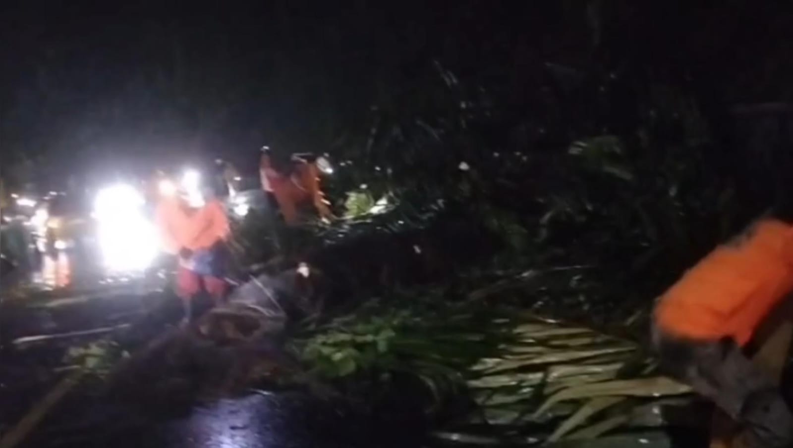 Pohon Aren Tumbang di Jalan Cadas Pangeran Sumedang, Satu Orang ...